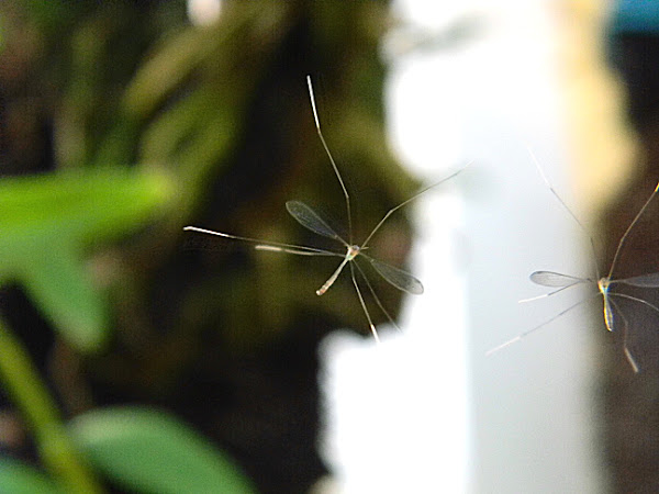 phantom crane fly | Project Noah