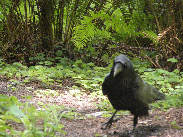 raven | Project Noah