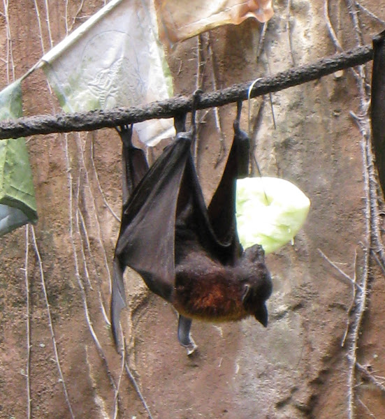 Malayan Flying Fox Bat | Project Noah