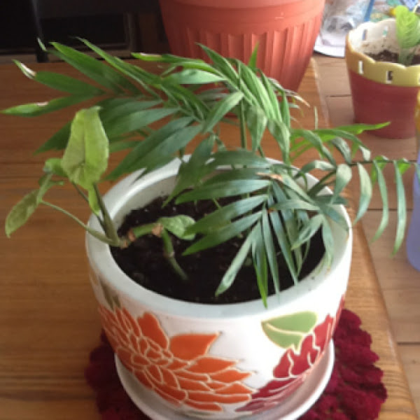 Spotting | Project Noah