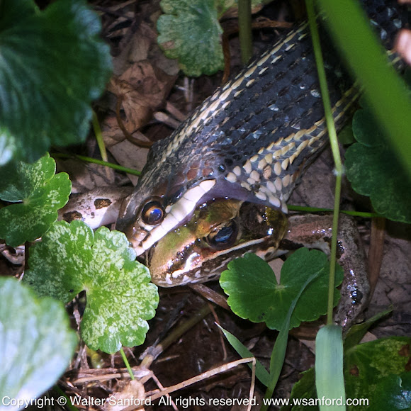 Common Ribbonsnake (eating a frog) | Project Noah