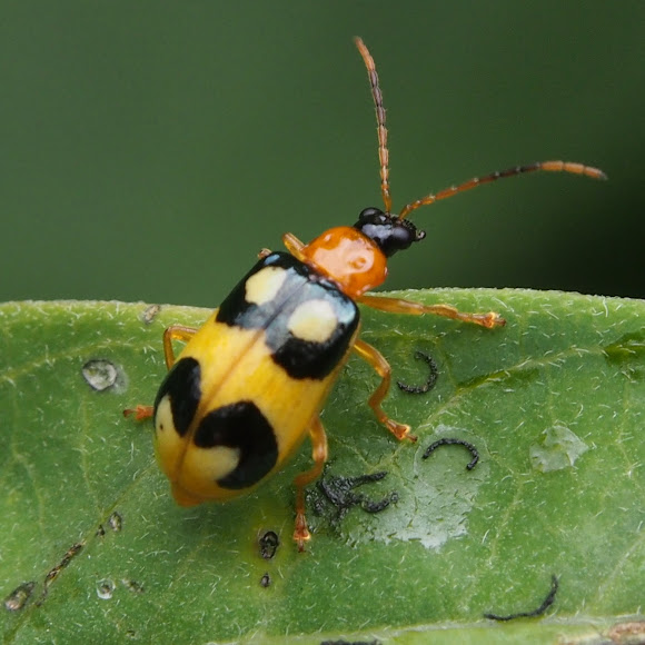 Skeletonizing Leaf Beetle | Project Noah