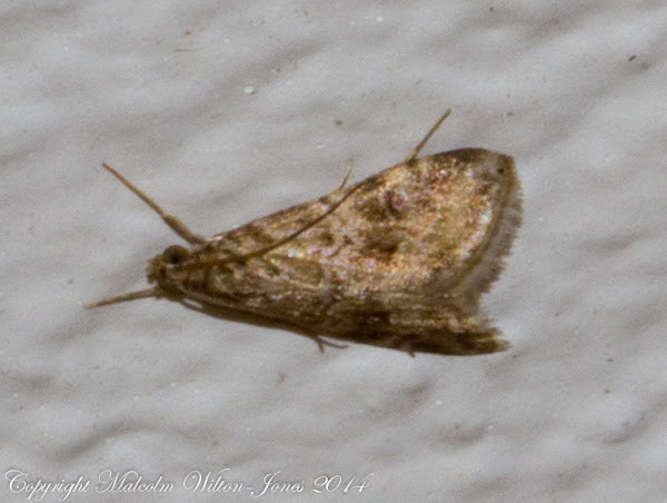 Cabbage Webworm | Project Noah