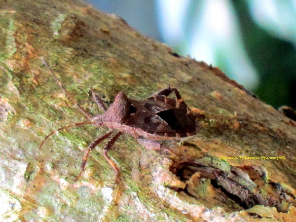 Acanthocoris Coreid Bug | Project Noah