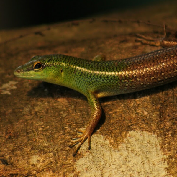 Tabili | Project Noah