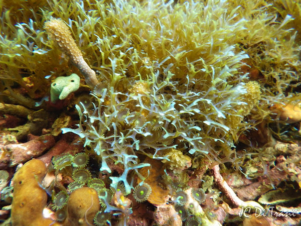 Y-branched Algae | Project Noah