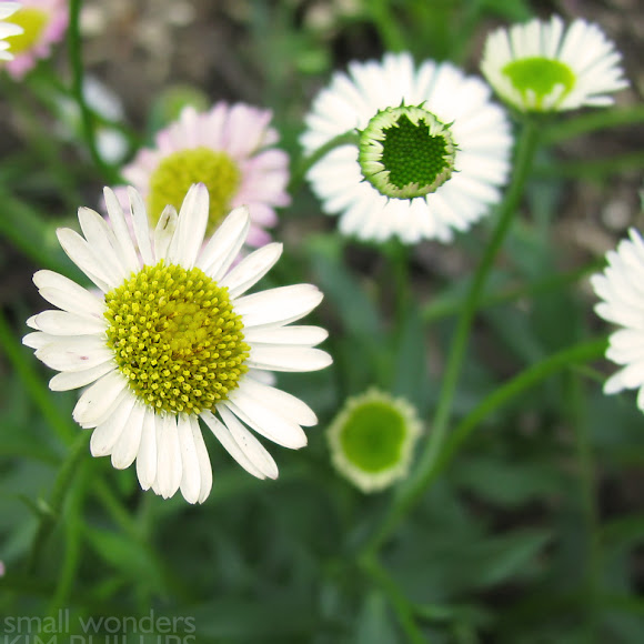 Prairie Fleabane | Project Noah