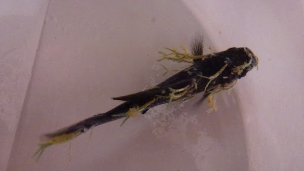 Anchor Worms On Molly Fish | Project Noah