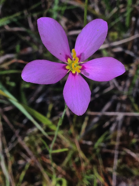 Large-flowered Marsh-pink | Project Noah