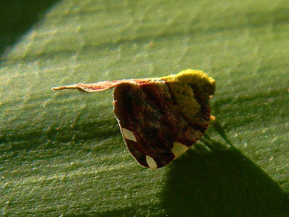 Ricaniid planthopper | Project Noah