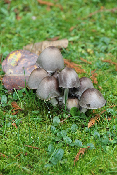 Inky Cap or Alcohol Cap | Project Noah