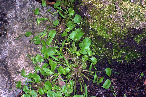 Miner's Lettuce | Project Noah