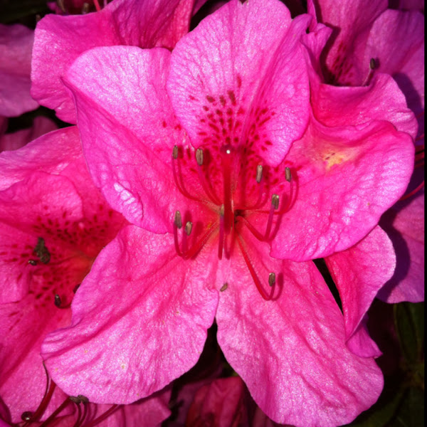 Pink Azalea | Project Noah