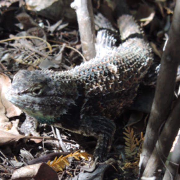 Spiny Lizard | Project Noah