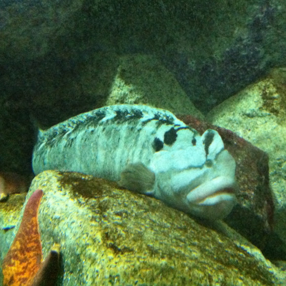 Monkeyface prickleback | Project Noah