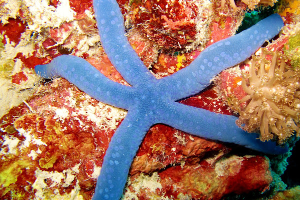 Blue Star | Project Noah