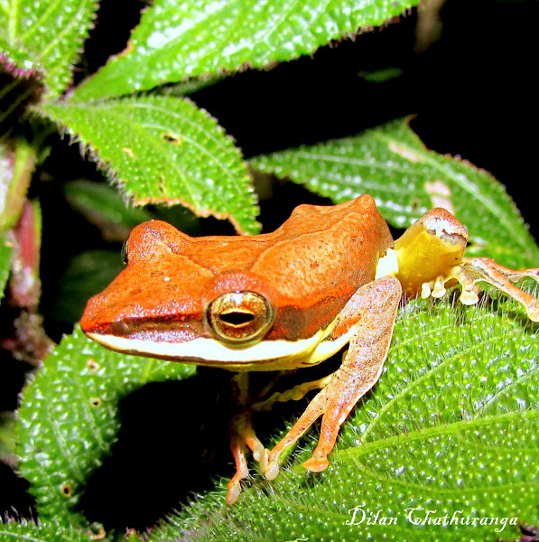 Saddled Tree frog | Project Noah