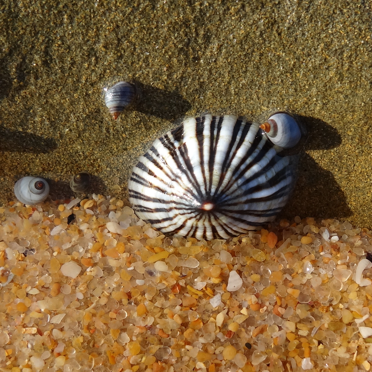 Corded siphon-shell | Project Noah