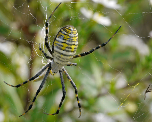 Banded orb weaver spider | Project Noah