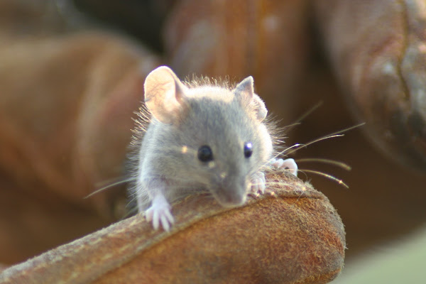 Mouse | Project Noah