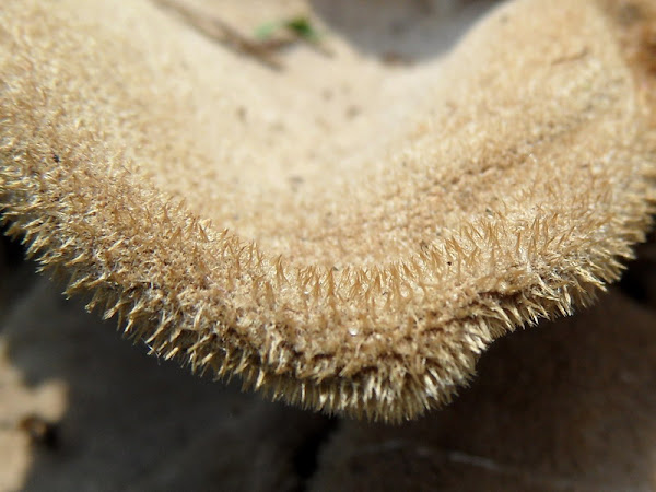 Panus rudis | Project Noah