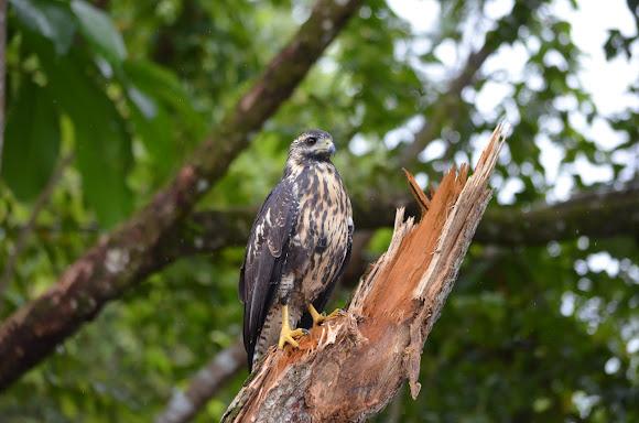 Halcon Negro Juvenil | Project Noah
