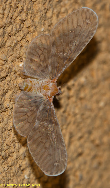 Derbid Planthopper | Project Noah