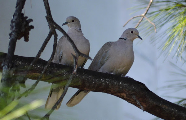 Eurasian collared dove | Project Noah