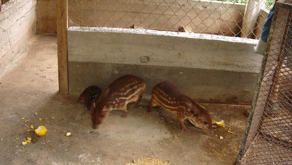 tepezcuintle | Project Noah