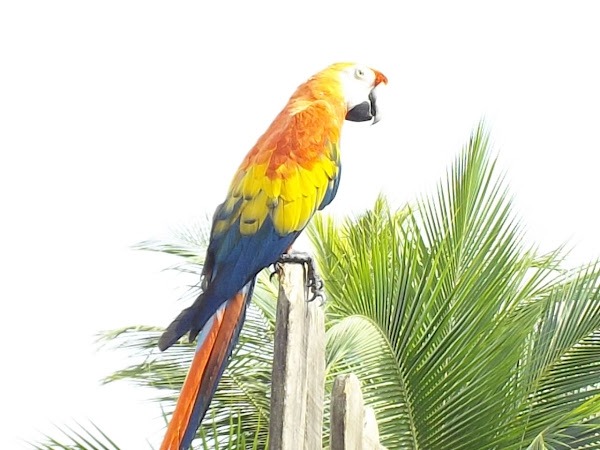 GUACAMAYA BANDERA | Project Noah