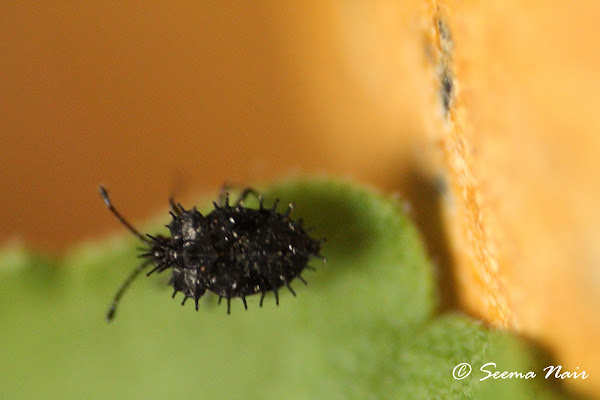 Lace bug (nymph) | Project Noah