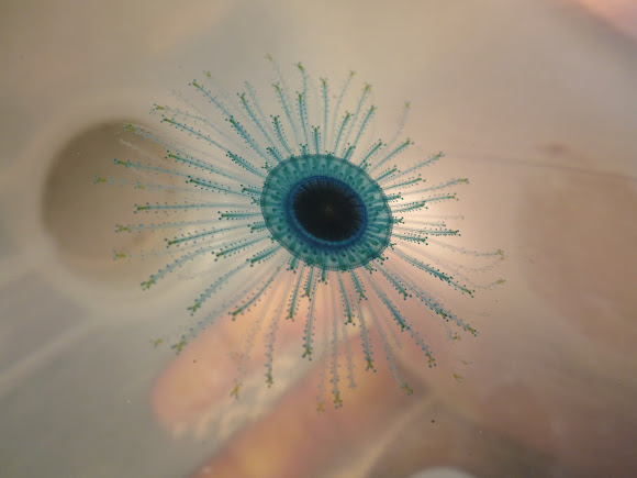 Blue Button Jellyfish | Project Noah