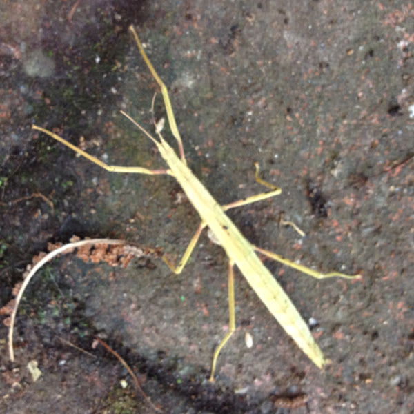 Common stick insect | Project Noah