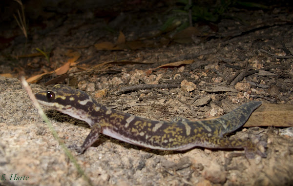 Ocellated Velvet Gecko | Project Noah