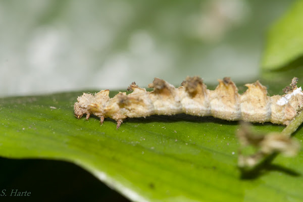 Wattle Bizarre Looper Moth | Project Noah