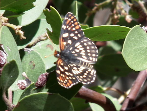 Chalcedon Checkerspot | Project Noah