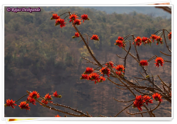 Pangari | Project Noah