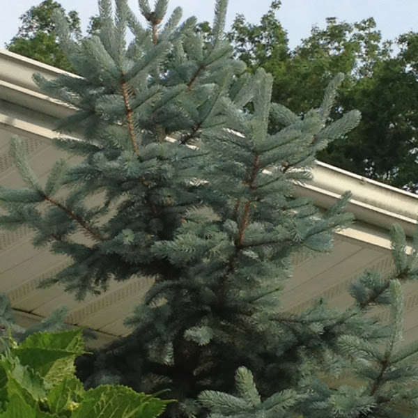 Spruce tree | Project Noah