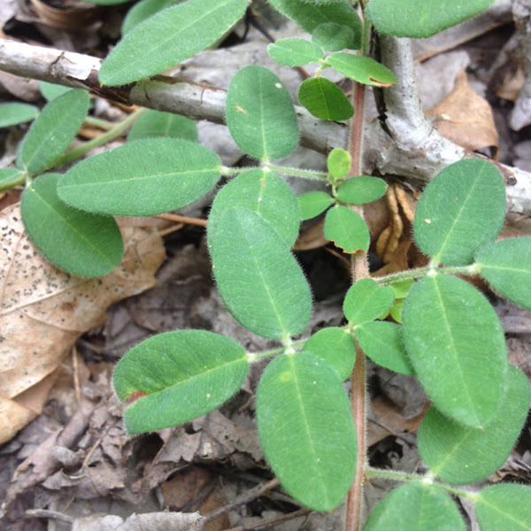 Trailing Bush-clover | Project Noah