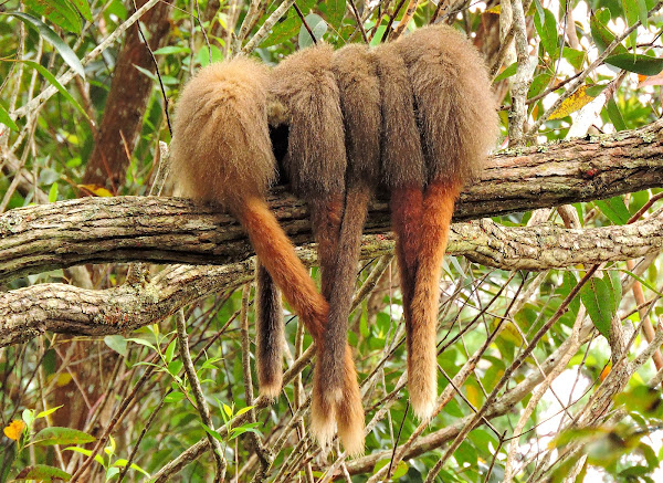 Guigó | Project Noah