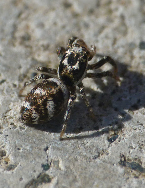 Zebra jumping spider | Project Noah
