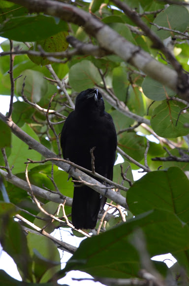 Cuban Crow | Project Noah
