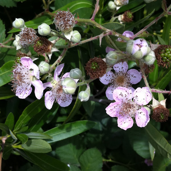 Blackberry bush | Project Noah