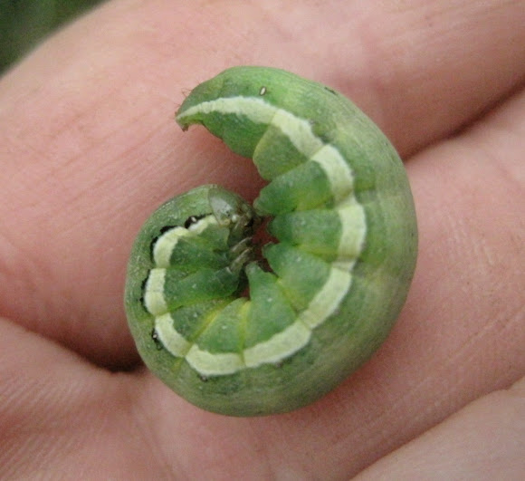 Green Cutworm Moth | Project Noah
