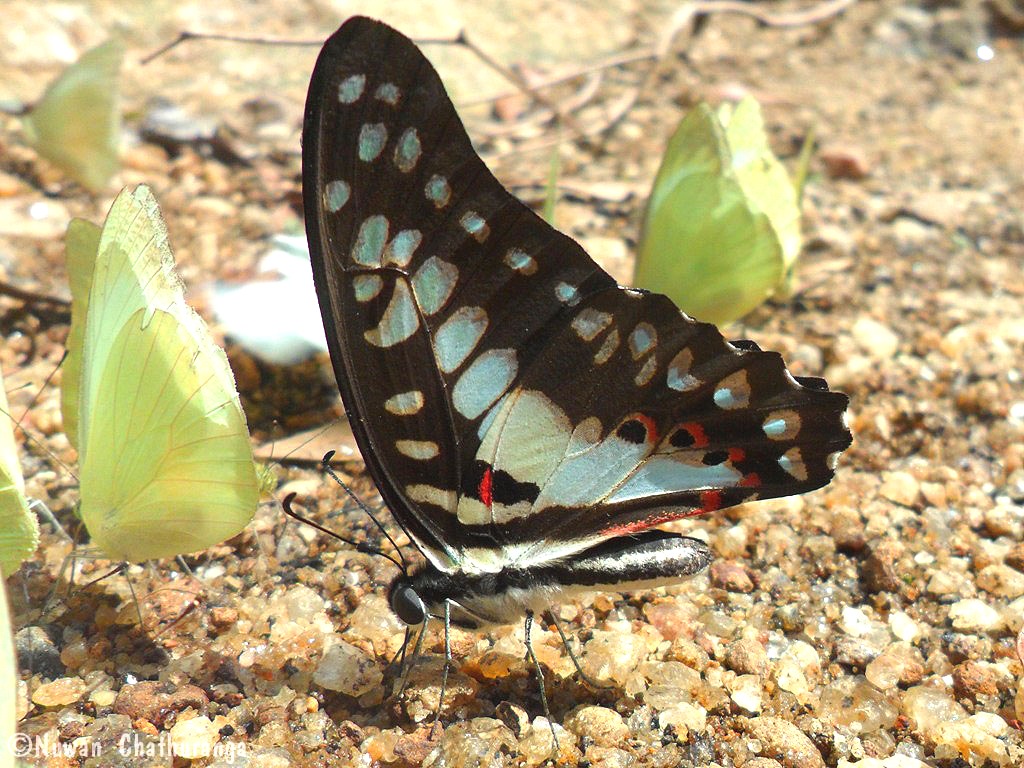 Common Jay | Project Noah