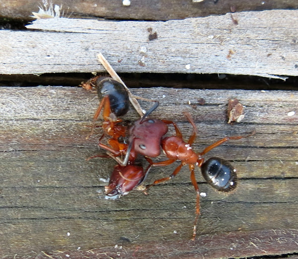 Florida carpentar ants | Project Noah