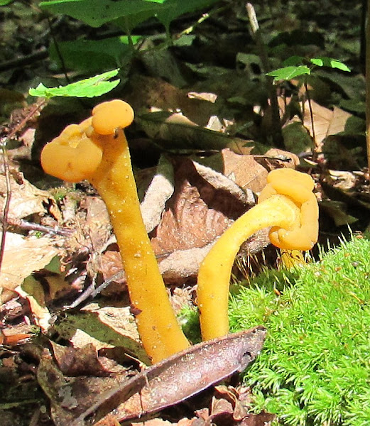 Green-headed Jelly Club fungus | Project Noah