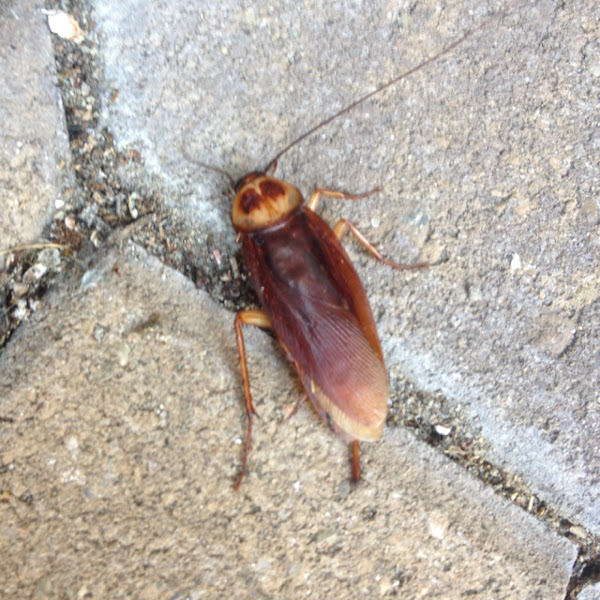 German cockroach | Project Noah