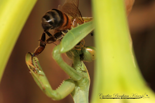Bordered Mantis eating Honey bee | Project Noah