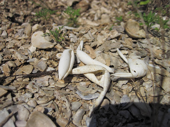Diamondback Terrapin eggs | Project Noah